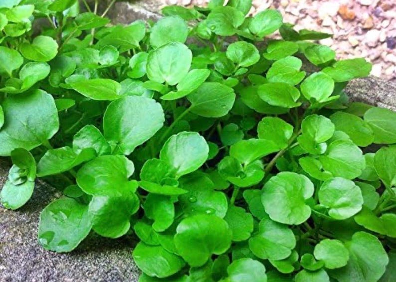 Watercress - 100 Seeds - Organic - Heirloom Vegetable, Culinary ...