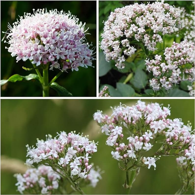 Valerian Flower Seeds: 100 Heirloom Herb Seeds, Valeriana Officinalis ...