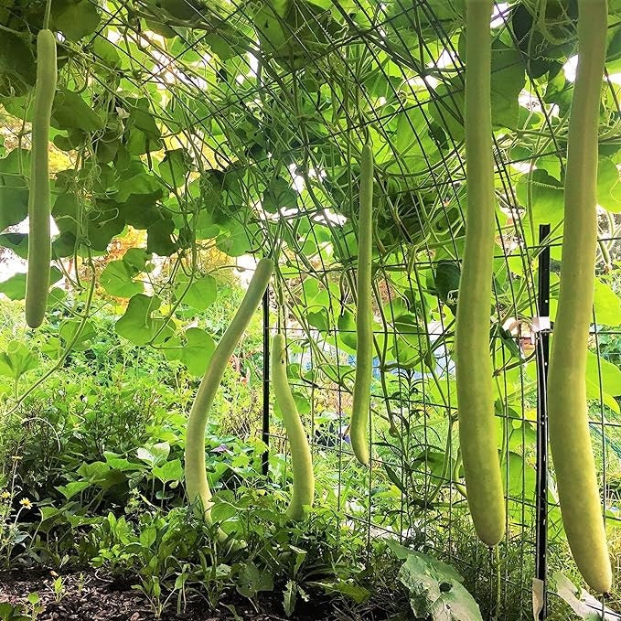 Cucuzza Squash Seeds: Italian Heirloom Lagenaria, 30 Seeds - Etsy