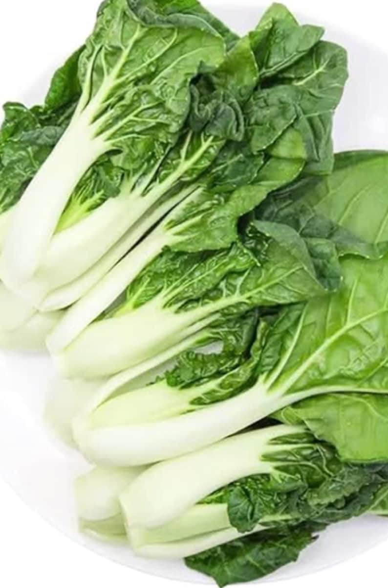 Bok Choy Dwarf White Stem- 500 Seeds - - Fast 40 Day Harvest ...