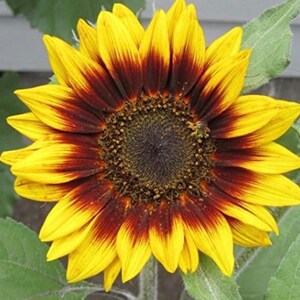 Ring of Fire Sunflower Seeds: Bicolored Blooms, Culinary & Medicinal ...