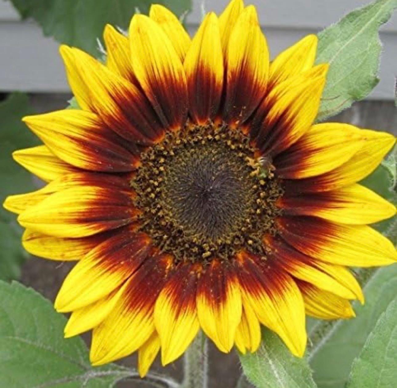 Ring of Fire Sunflower Seeds: Bicolored Blooms, Culinary & Medicinal ...