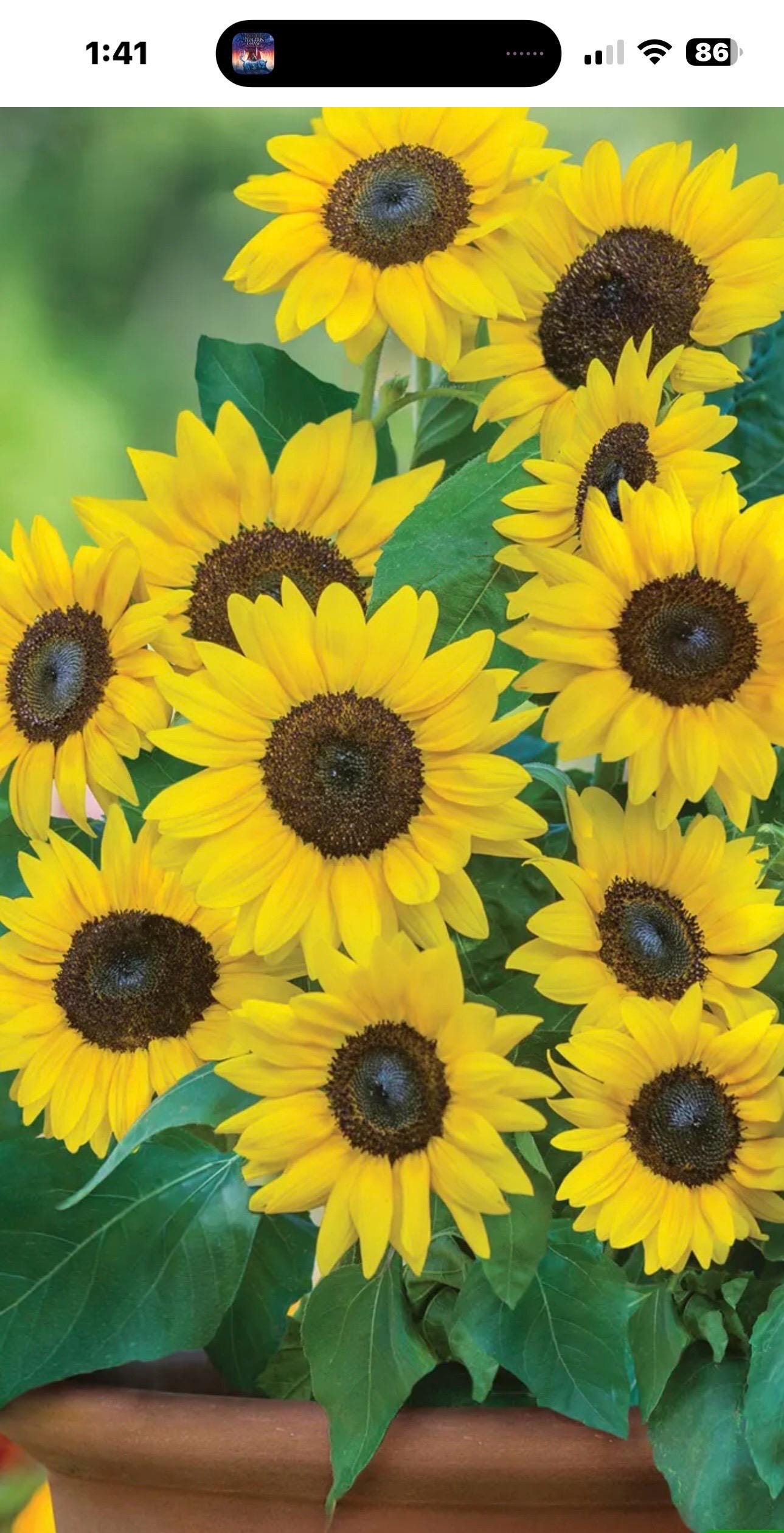 Sunflower Smiley Dwarf - 25 Seeds - Dazzling and Easy to Grow - F1 ...