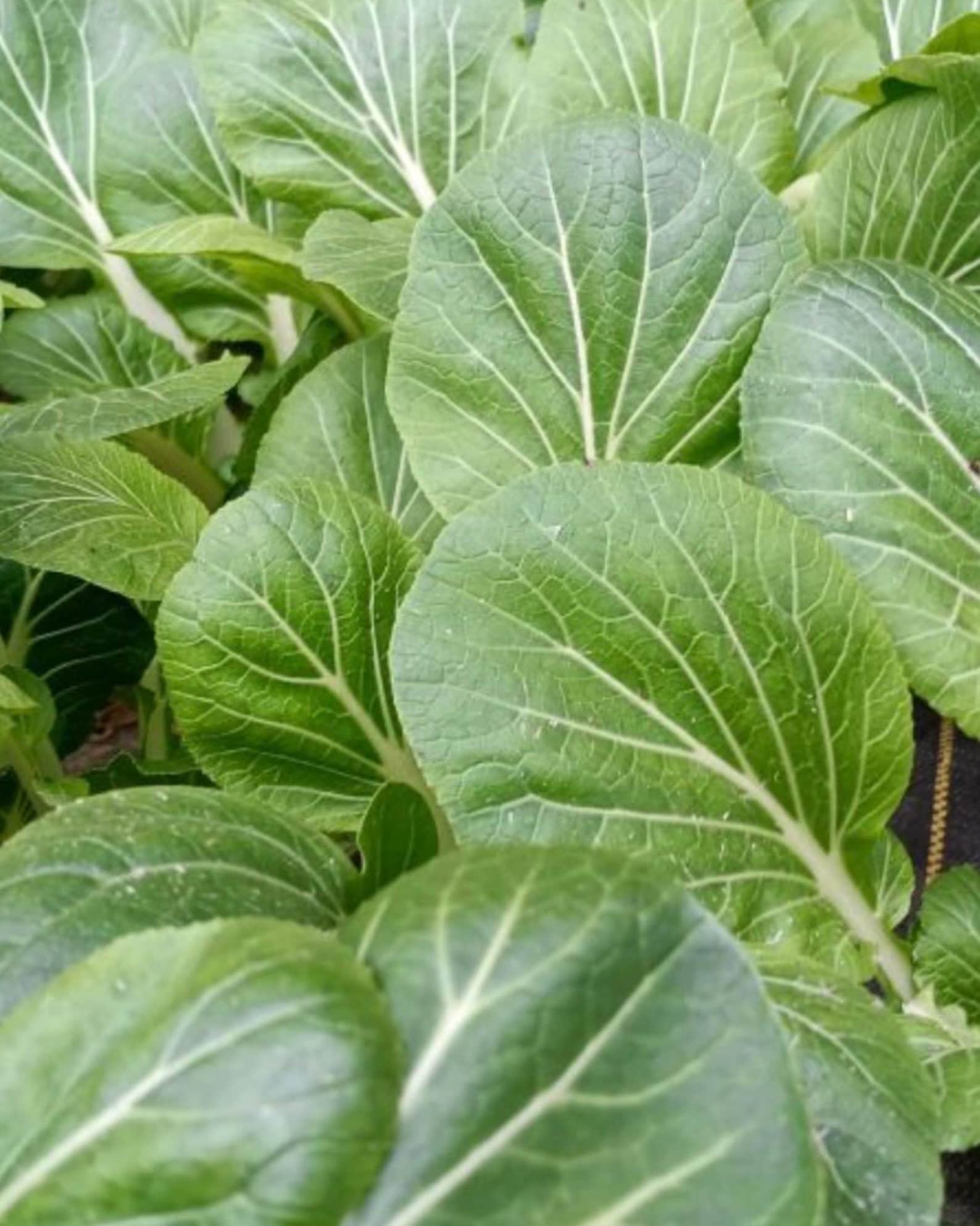 Bok Choy Dwarf White Stem- 500 Seeds - - Fast 40 Day Harvest ...