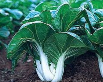 500 White Stem Baby Pak Choi Seeds, Nail Bai Cai, Dwarf Bok Choy, Asian ...