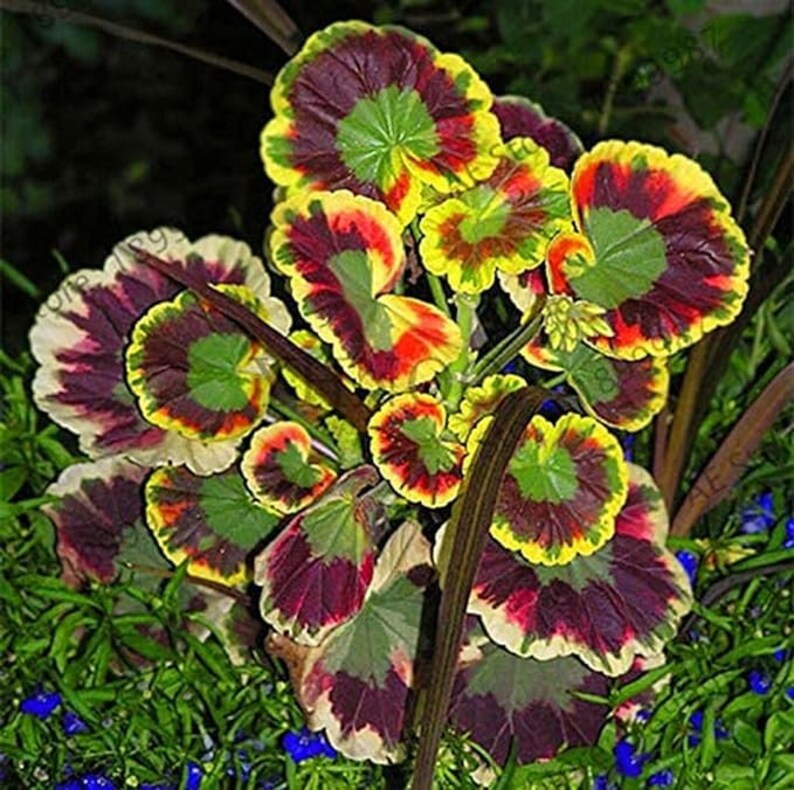 Geraniums, Cranesbills 15 Seeds Red Green Yellow Mixed Rare Flowering ...