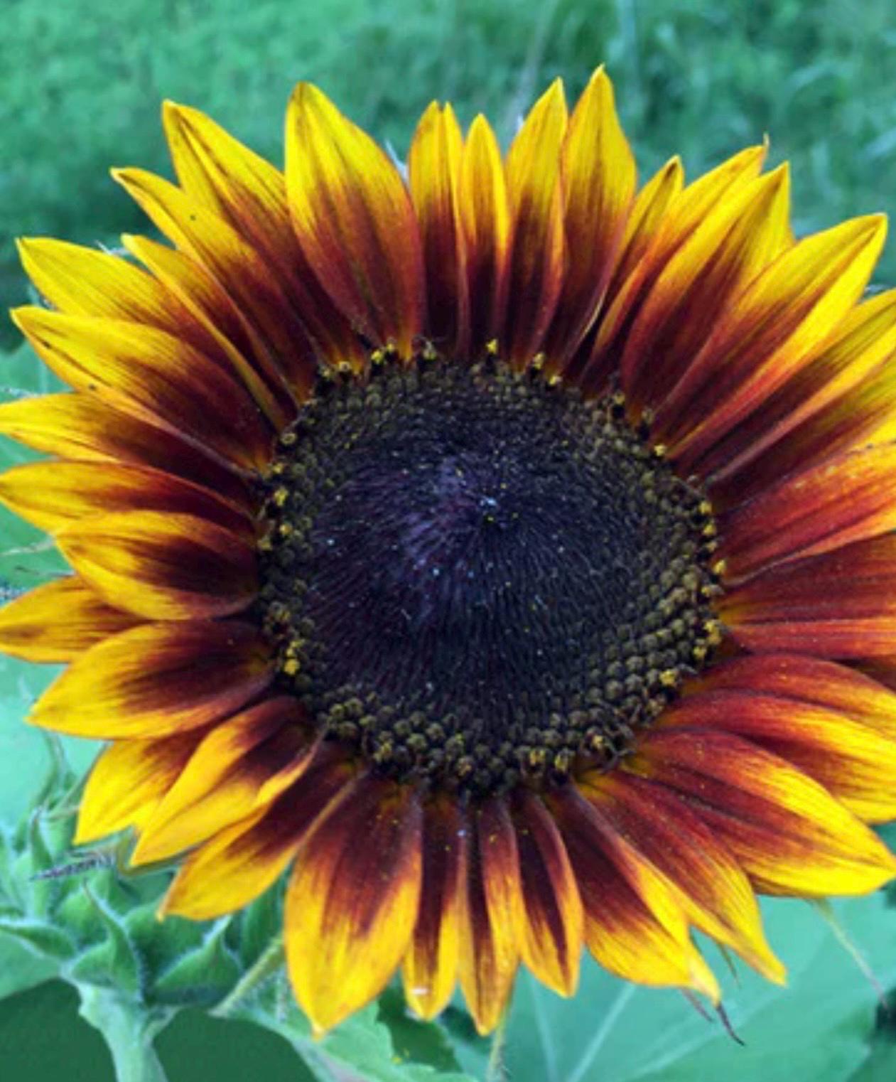 Ring of Fire Sunflower Seeds: Bicolored Blooms, Culinary & Medicinal ...