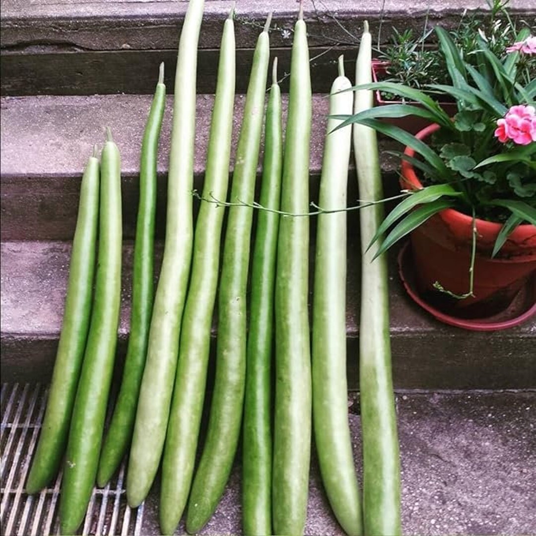Cucuzza Squash Seeds: Italian Heirloom Lagenaria, 30 Seeds - Etsy