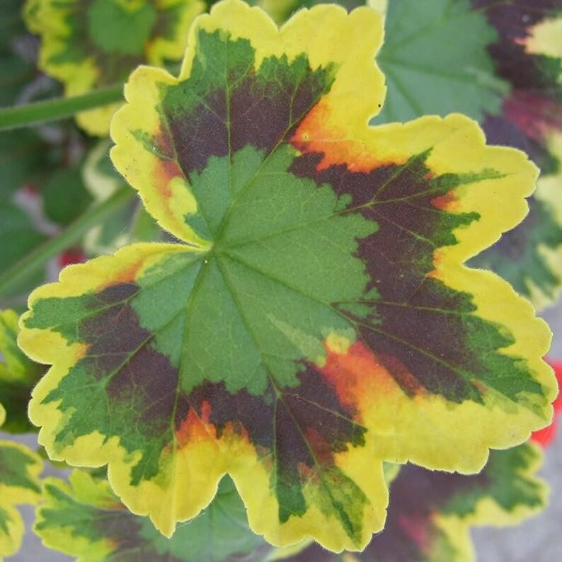 Geraniums, Cranesbills 15 Seeds Red Green Yellow Mixed Rare Flowering ...