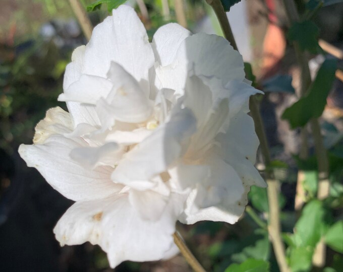Hibiscus Syriacus 'jeanne D'arc' - Double White Rose of Sharon - Etsy
