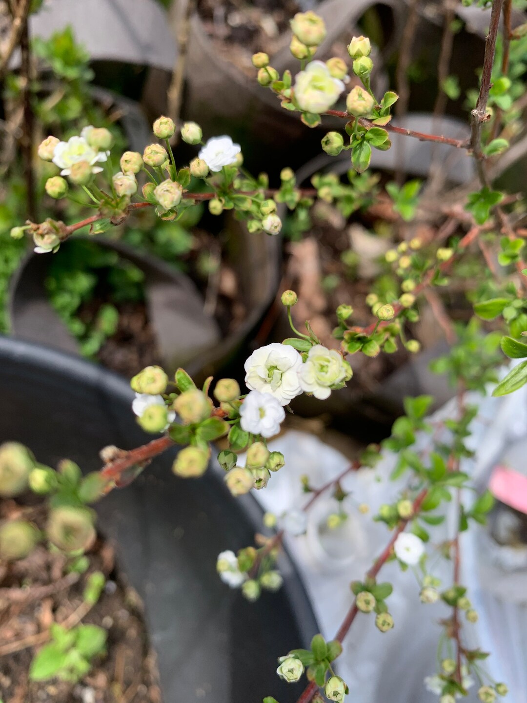 Spiraea Prunifolia 'plena' True Bridal Wreath Spirea - Etsy