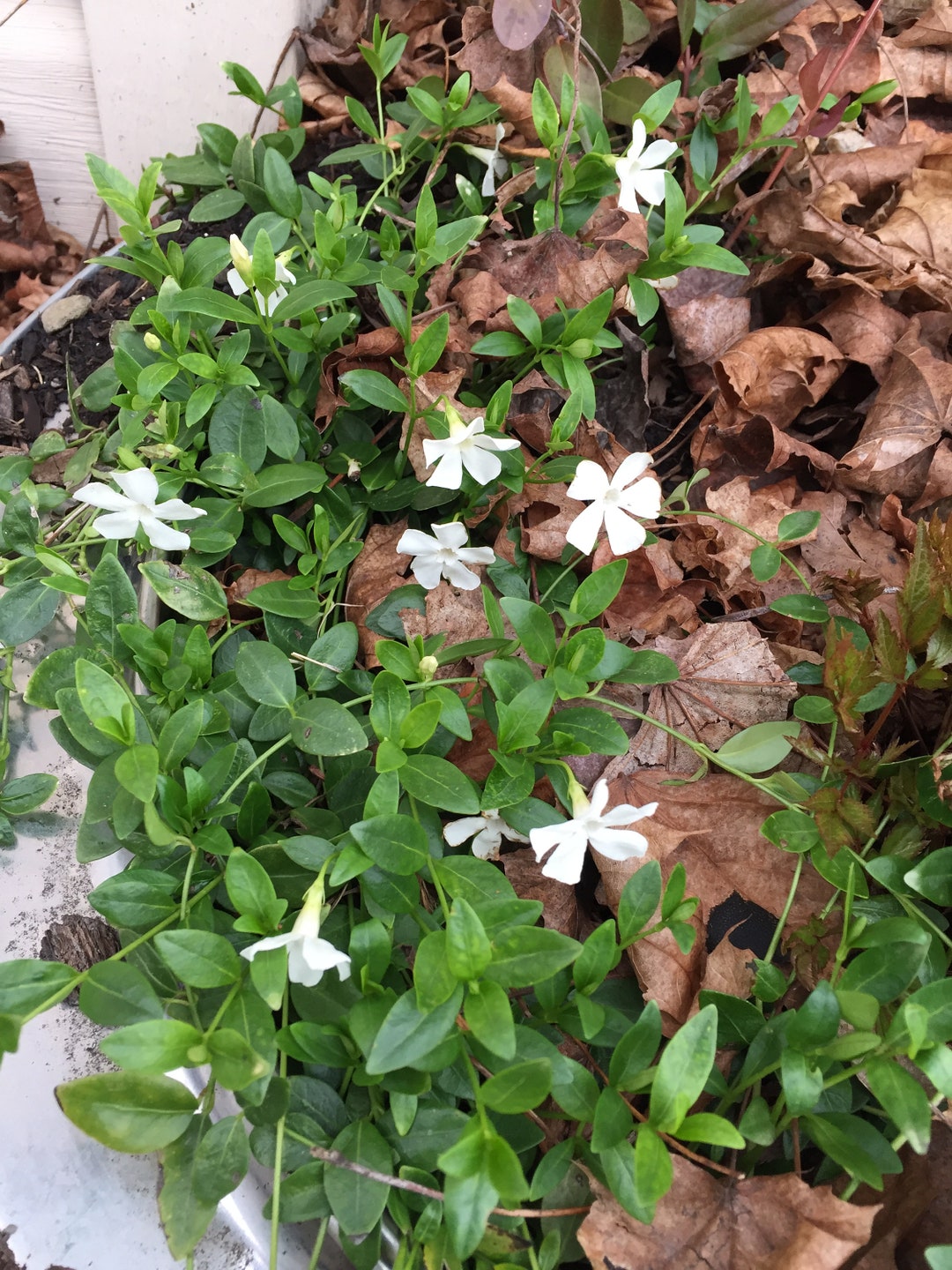 Vinca Minor 'miss Gertrude Jekyll' Compact White-flowering Periwinkle ...