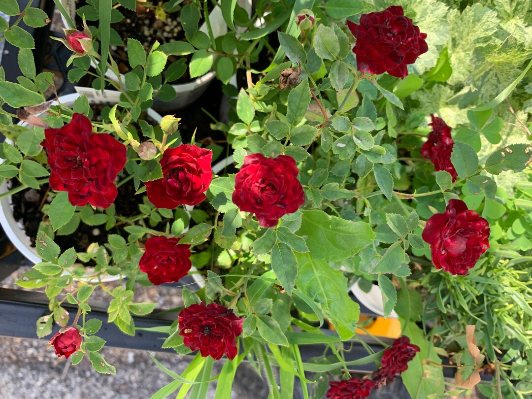 Rosa 'red Cascade' Miniature Red Climbing Rose - Etsy