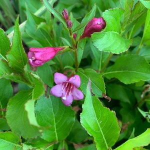 Weigela 'rumba' - Semi-dwarf Pink Weigela - Etsy