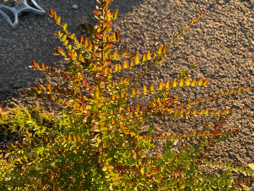 Lonicera Nitida 'red Tips' - Etsy