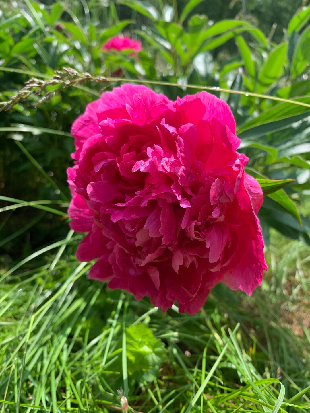 Paeonia 'felix Crousse' - Mid-late Double Raspberry Red Peony - Etsy