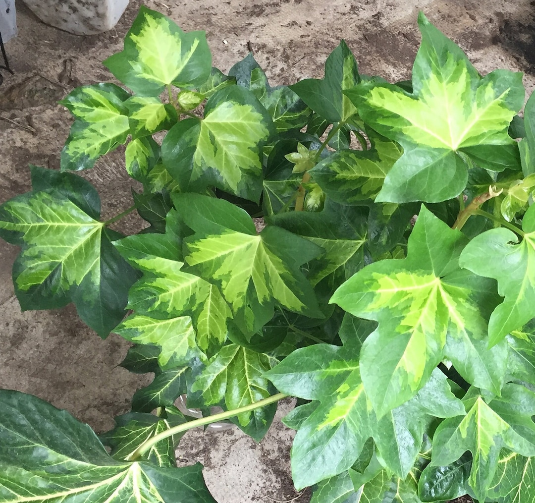 Fatshedera 'annemieke' Golden Variegated Aralia Ivy - Etsy