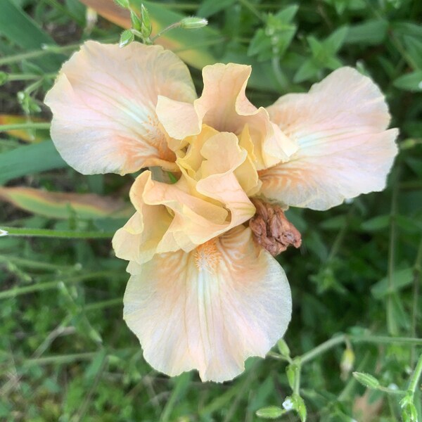 Peach Iris - Etsy