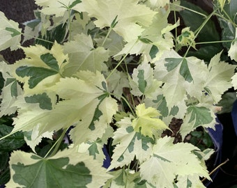 Abutilon Plants - Etsy