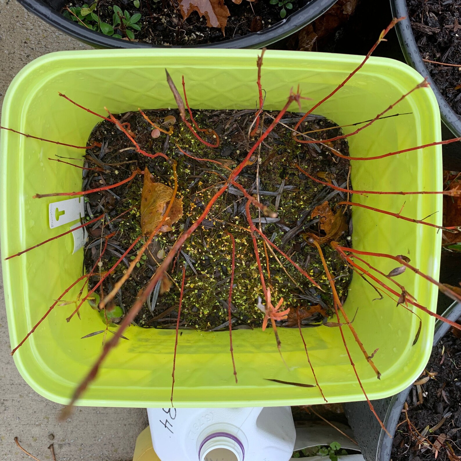 Salix Koriyanagi 'rubykins' Korean Basket Willow | Etsy