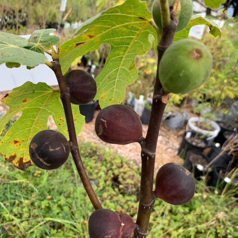 Chicago Fig Tree - Etsy