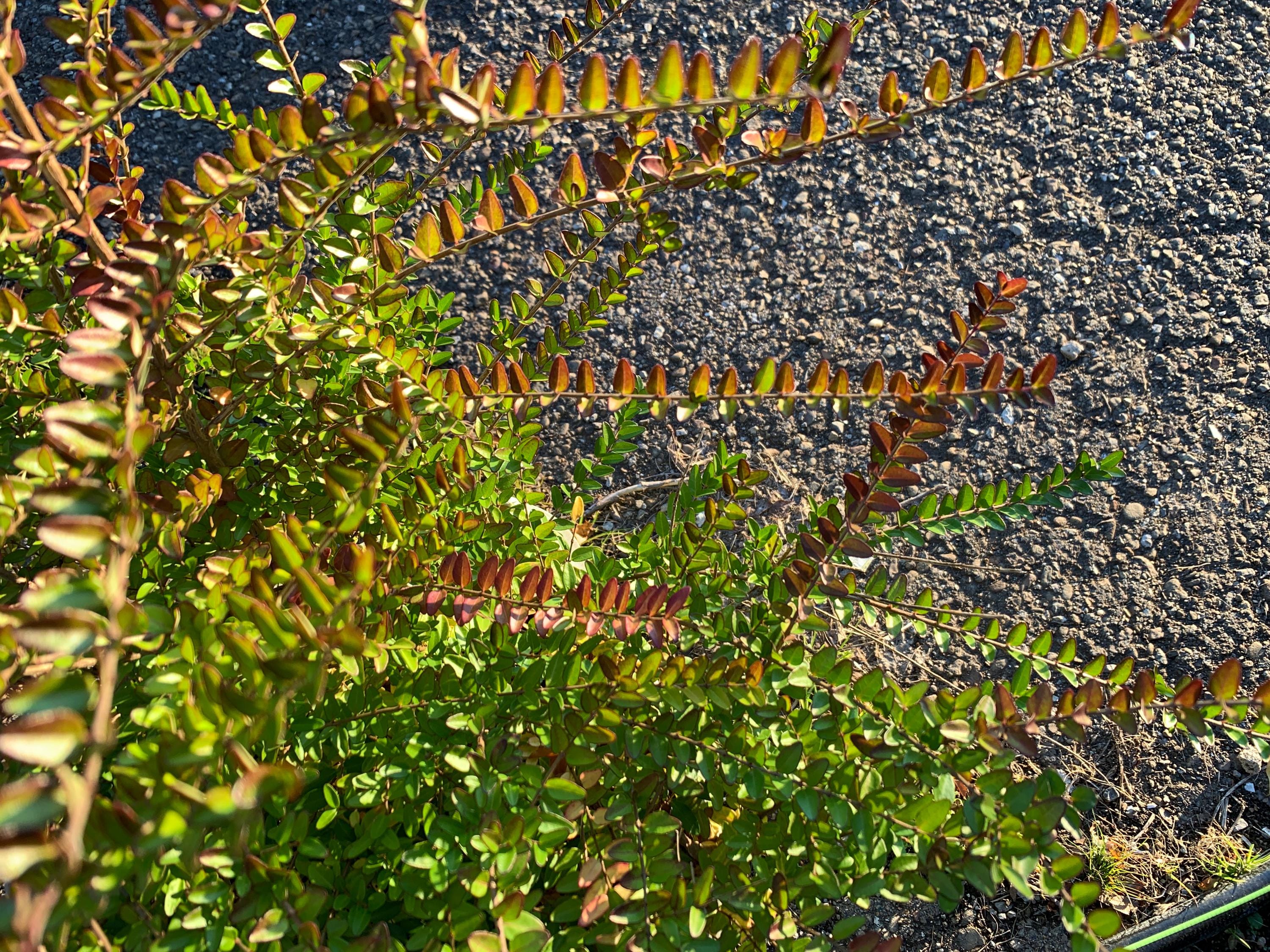Lonicera Nitida 'red Tips' - Etsy