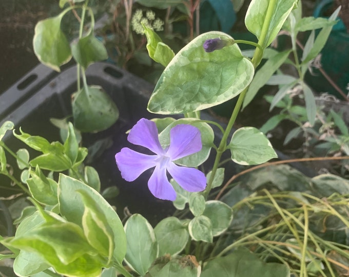 Vinca Major 'variegata' - High Color Variegated Greater Periwinkle - Etsy