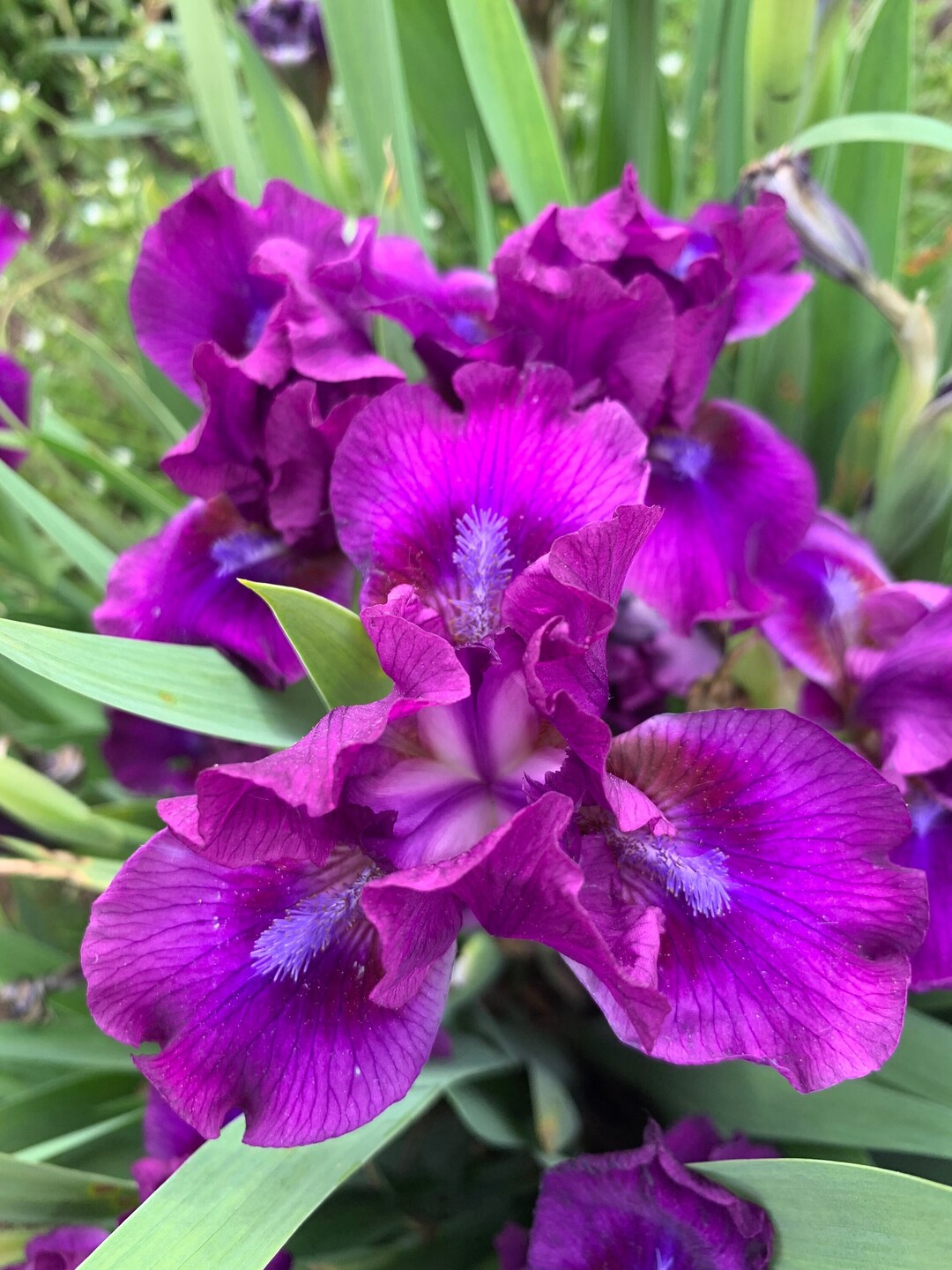 Iris, SDB 'bourgeois' - Standard Dwarf Bearded Iris - Etsy