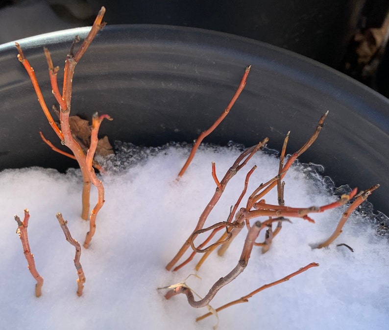 Salix Lucida Swamp Shining Willow - Etsy