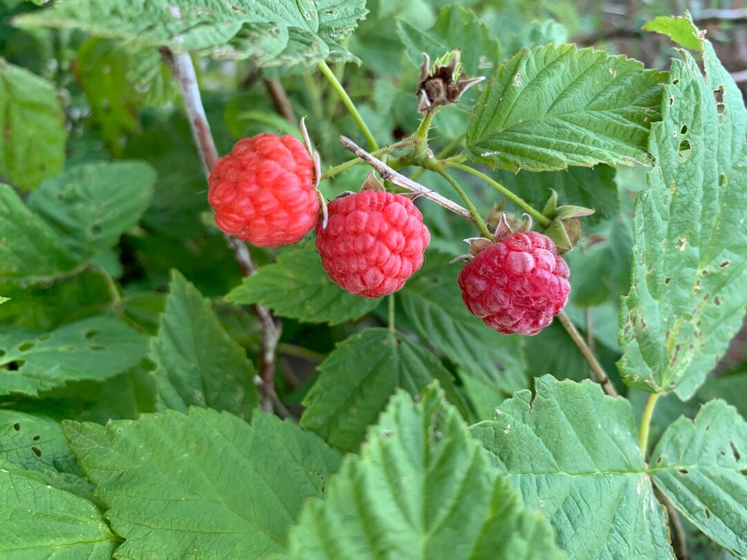 Rubus Idaeus 'prelude' Everbearing Red Raspberry - Etsy