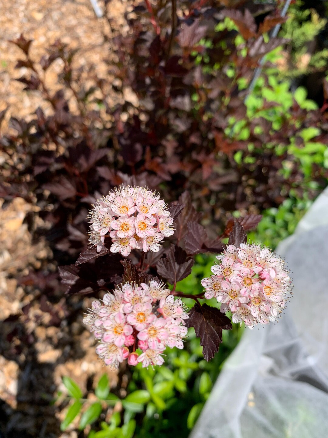 Physocarpus 'royalty' - Purple Ninebark - Etsy