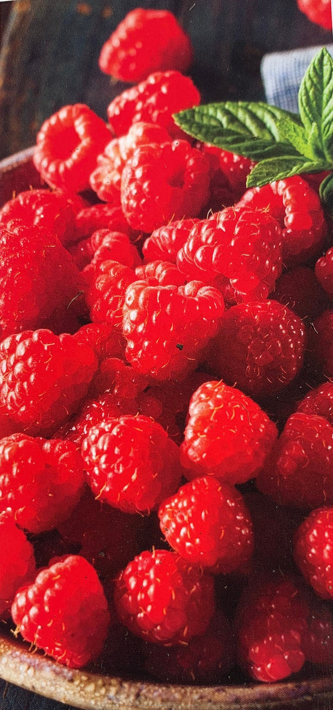 Rubus Idaeus 'latham' Red Raspberry - Etsy