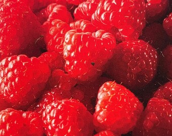 Latham Raspberry Plant - Etsy