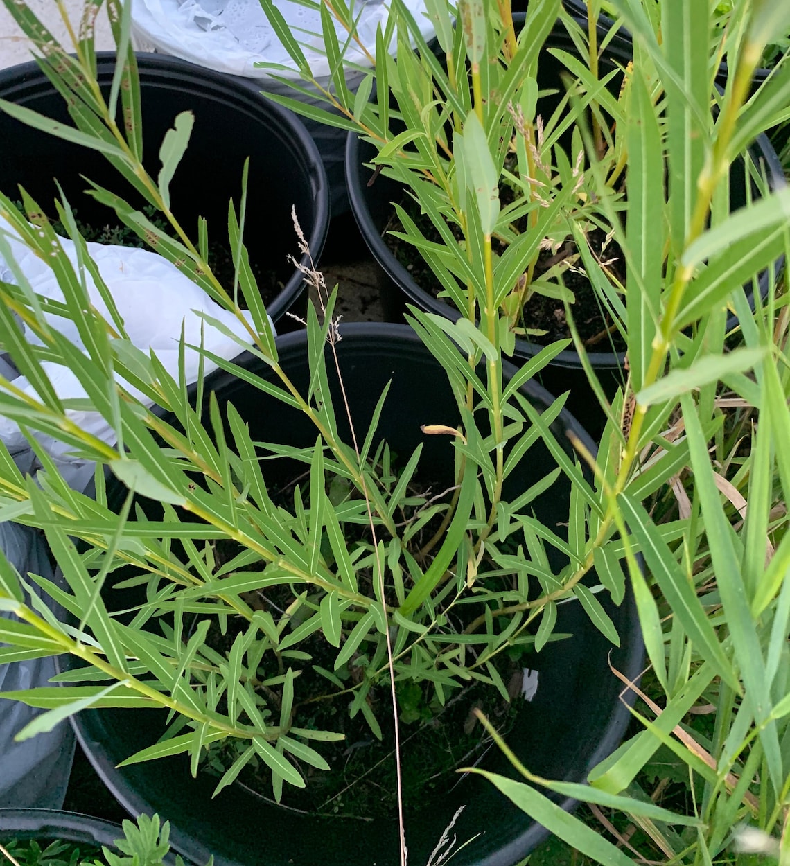 Salix Koriyanagi 'rubykins' - Korean Basket Willow - Etsy