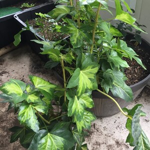 Fatshedera 'annemieke' Golden Variegated Aralia Ivy - Etsy