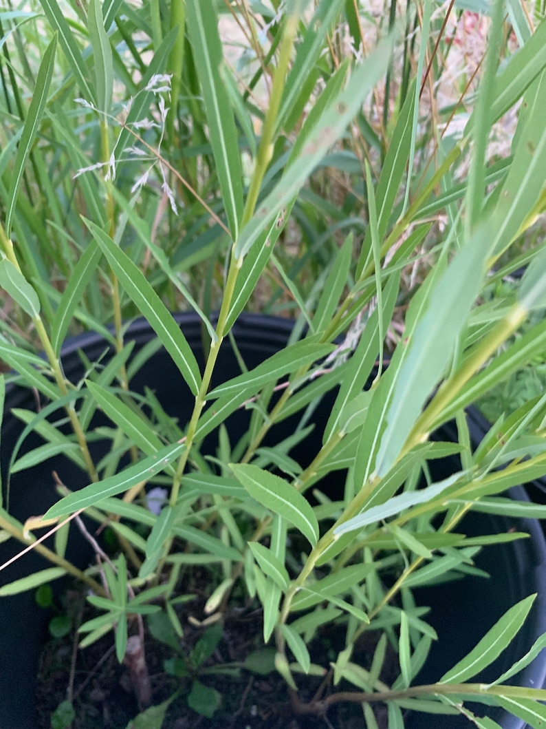 Salix Koriyanagi 'rubykins' - Korean Basket Willow - Etsy