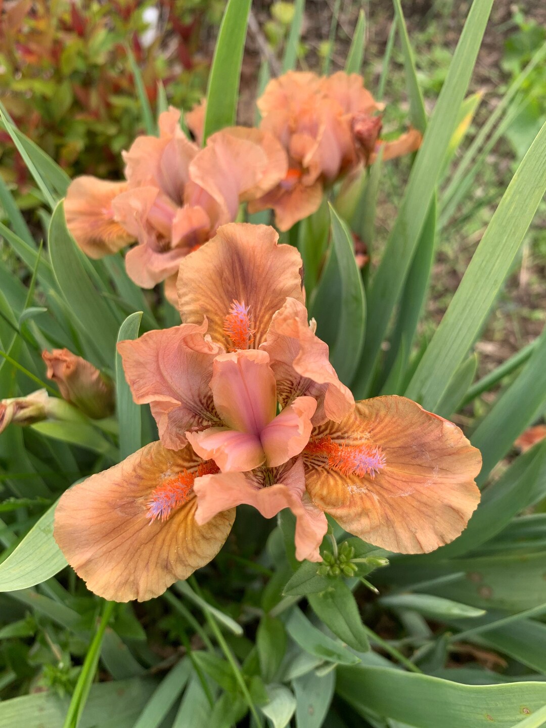 Iris, SDB 'enchanted Mocha' - Standard Dwarf Bearded Iris - Etsy