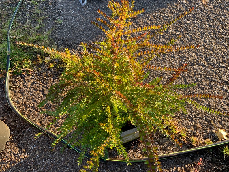Lonicera Nitida 'red Tips' - Etsy