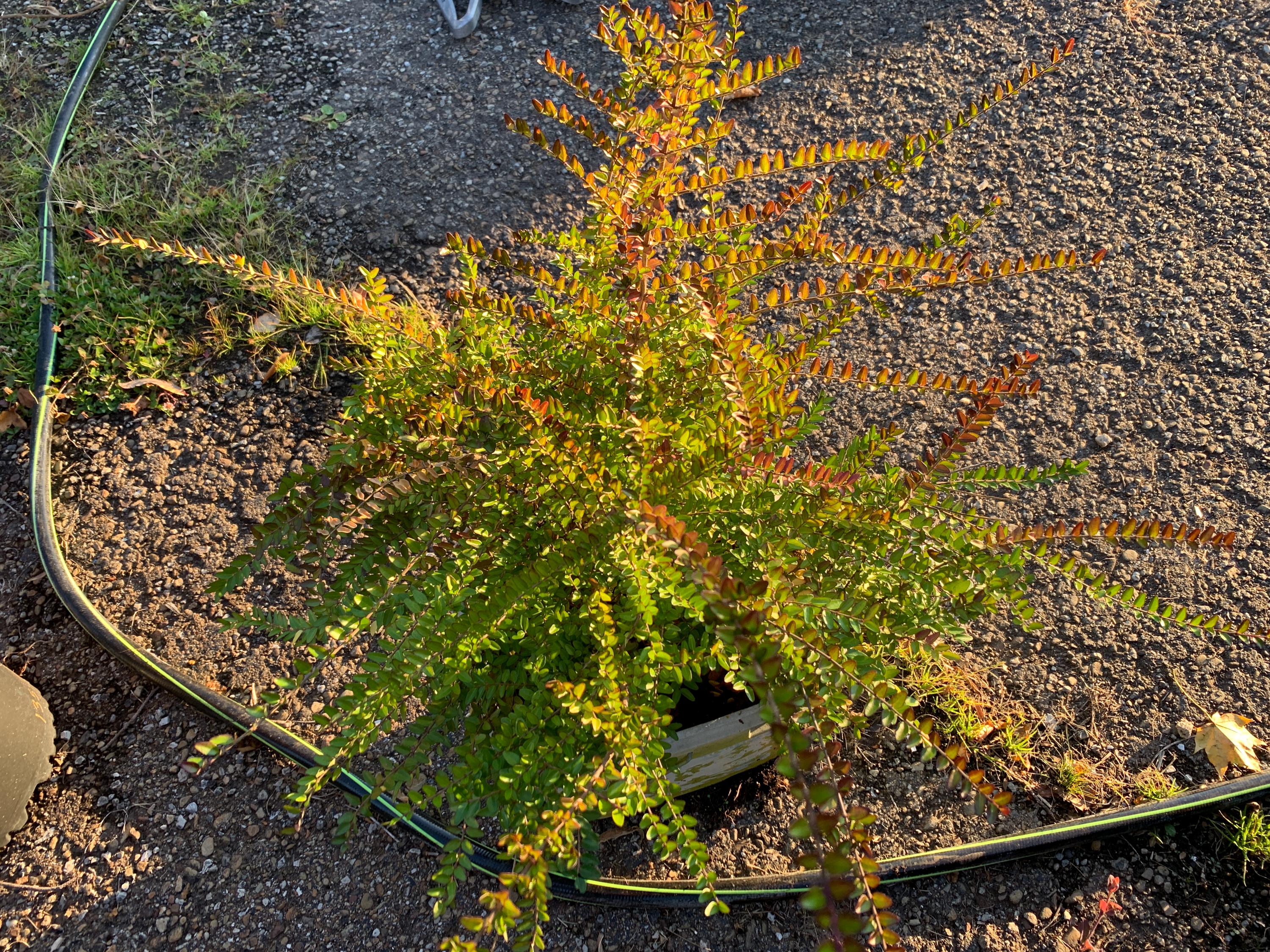 Lonicera Nitida 'red Tips' - Etsy