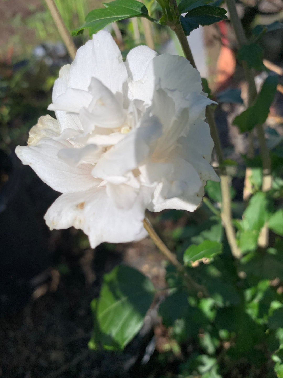Hibiscus Syriacus 'jeanne D'arc' - Double White Rose of Sharon - Etsy