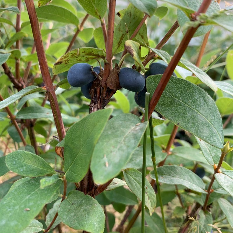 Aurora Boreal - Etsy