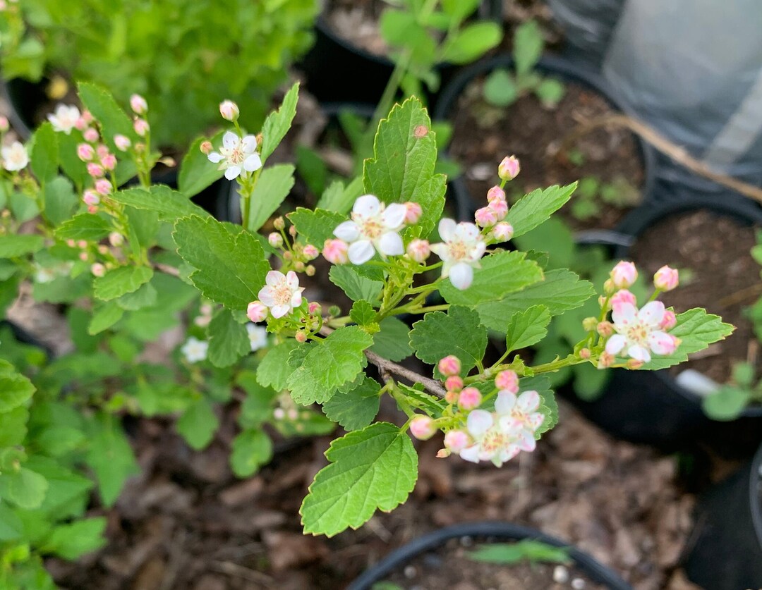Physocarpus 'nanus' - Dwarf Green Ninebark - Etsy