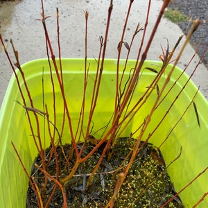 Salix Koriyanagi 'rubykins' - Korean Basket Willow - Etsy