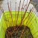 Salix Koriyanagi 'rubykins' - Korean Basket Willow - Etsy