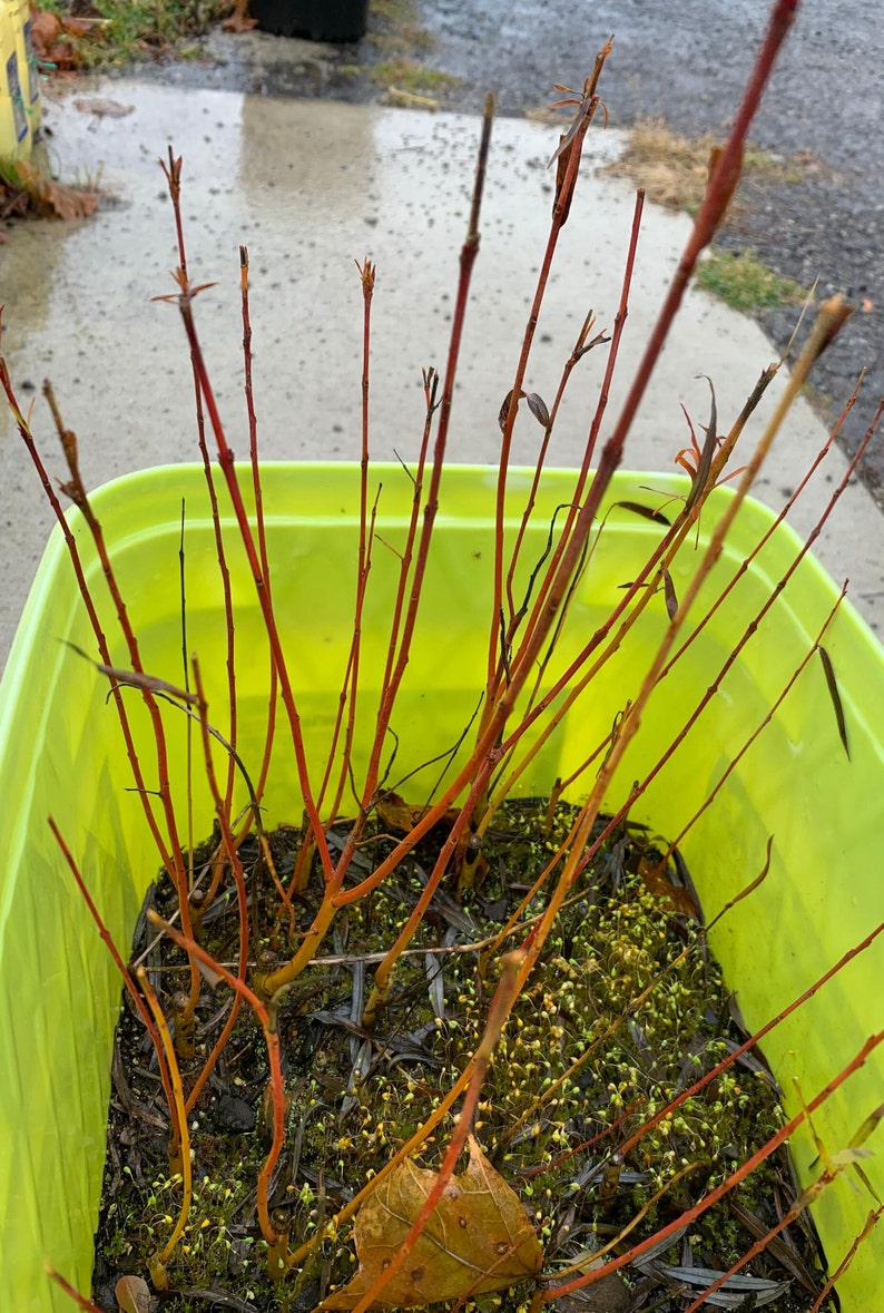 Salix Koriyanagi 'rubykins' - Korean Basket Willow - Etsy