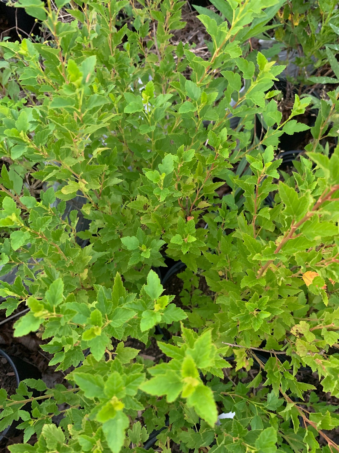 Physocarpus 'nanus' Dwarf Green Ninebark - Etsy