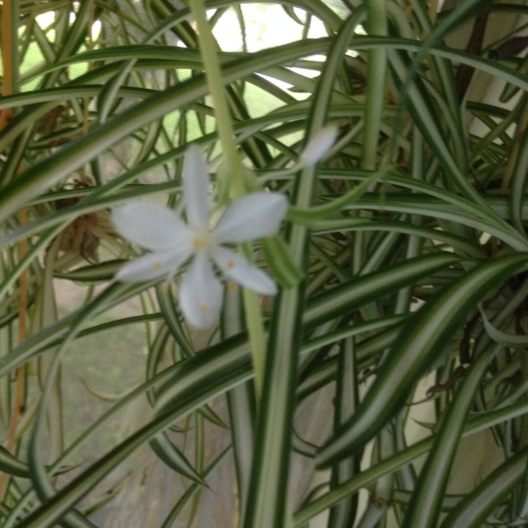 Chlorophytum 'minimus' - Miniature Spider Plant - Etsy