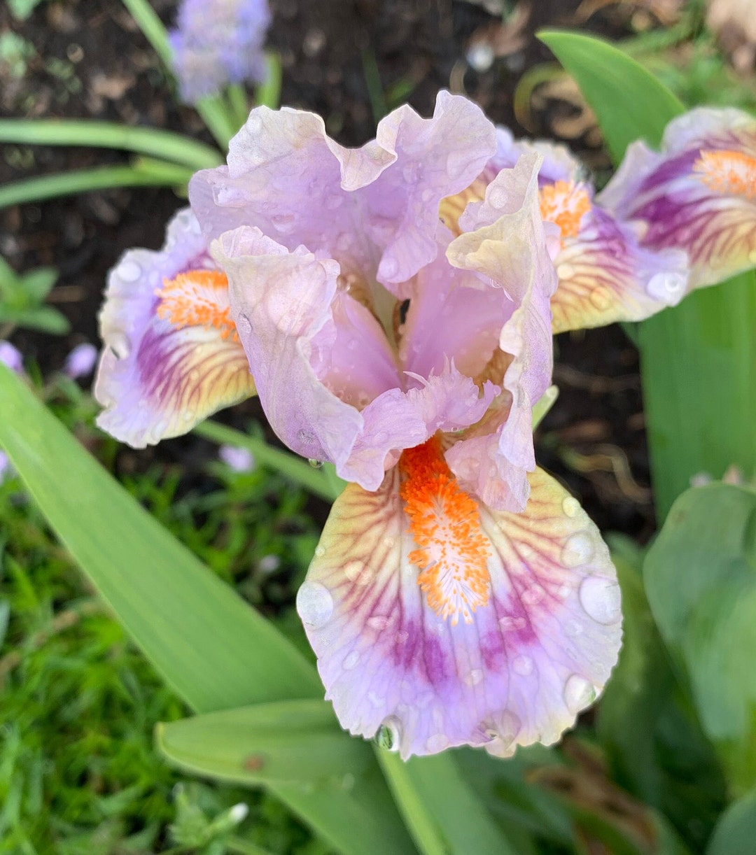 Iris, SDB 'circus Clown' - Standard Dwarf Bearded Iris - Etsy