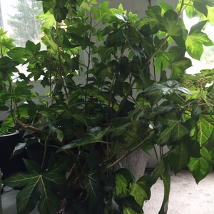 Fatshedera 'annemieke' Golden Variegated Aralia Ivy - Etsy