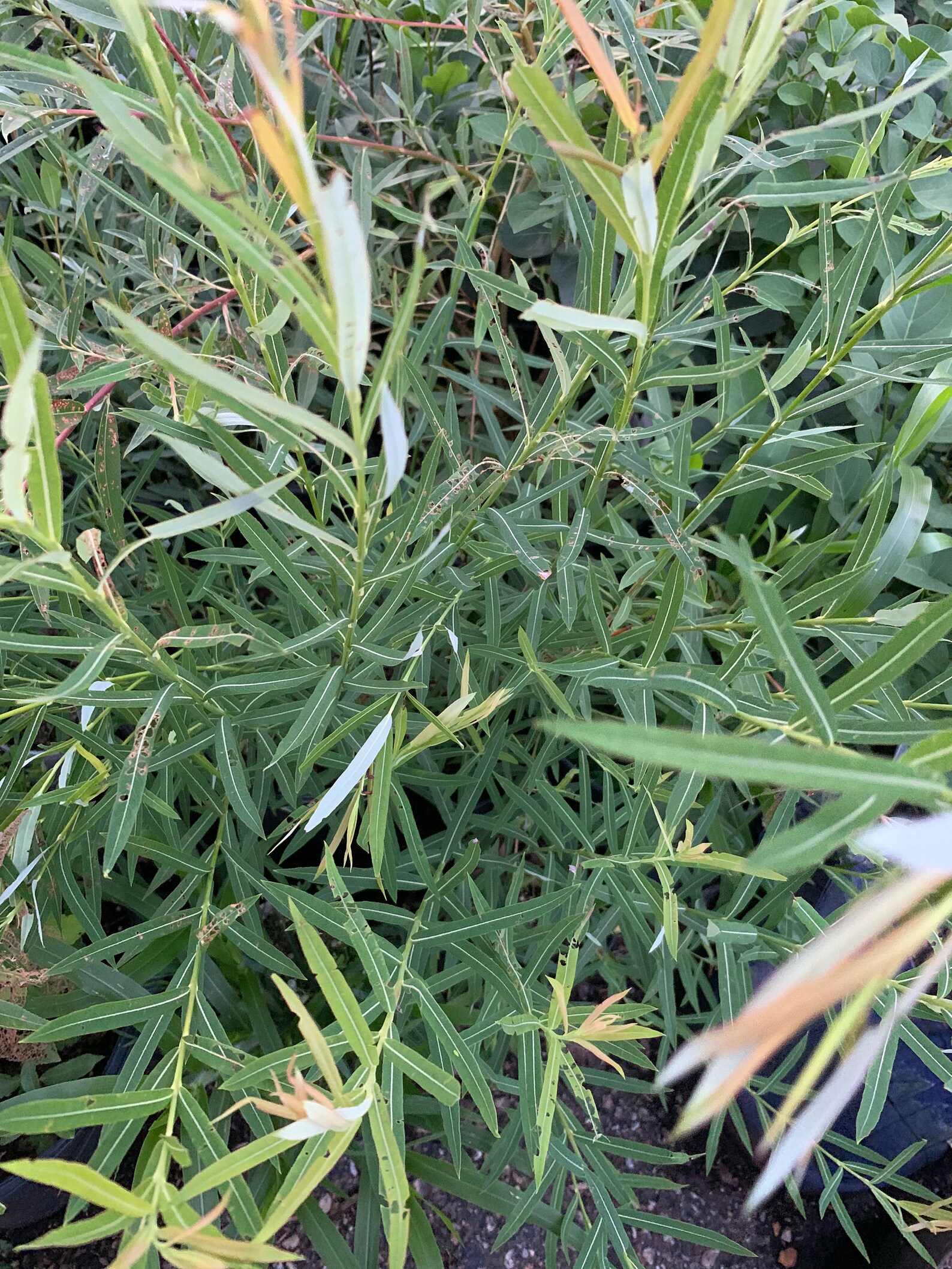 Salix Koriyanagi 'rubykins' - Korean Basket Willow - Etsy